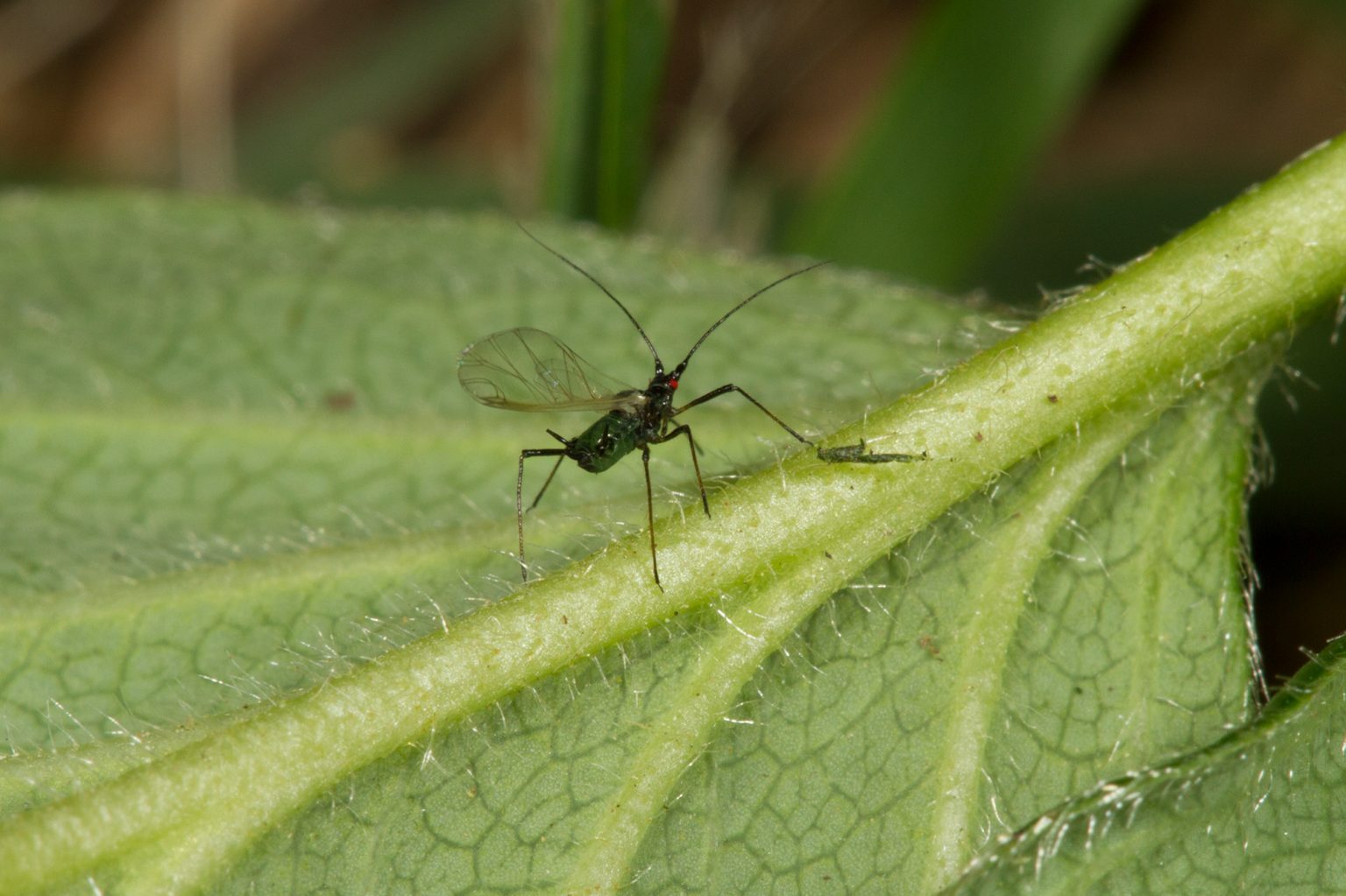 Yet another aphid pest of grains in Australia – Megoura crassicauda ...