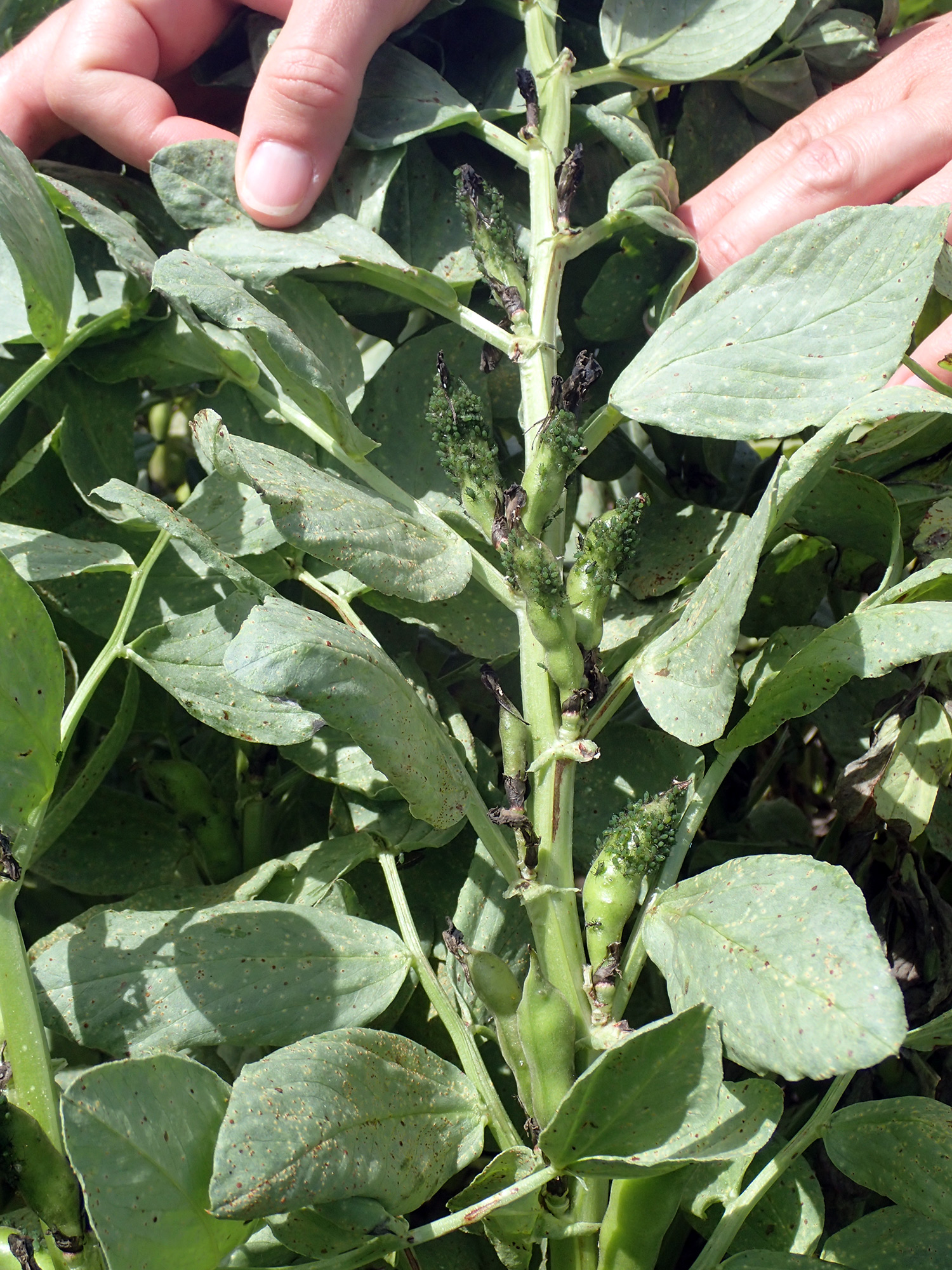 Yet another aphid pest of grains in Australia – Megoura crassicauda ...