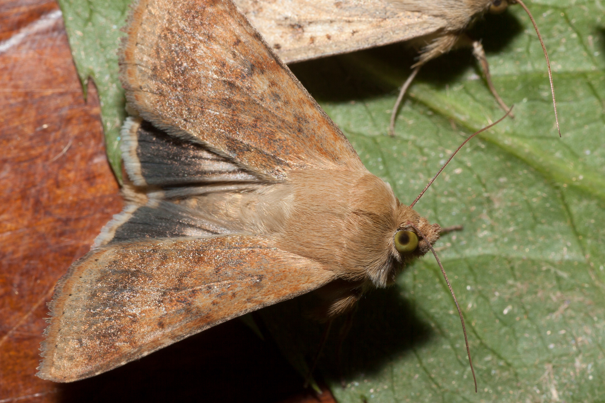 PestFacts articles – Page 2 – Cesar Australia