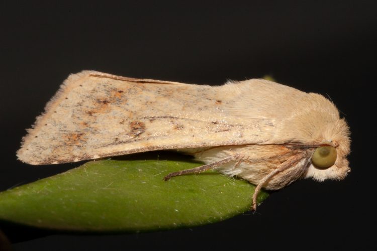 Native budworm – Cesar Australia