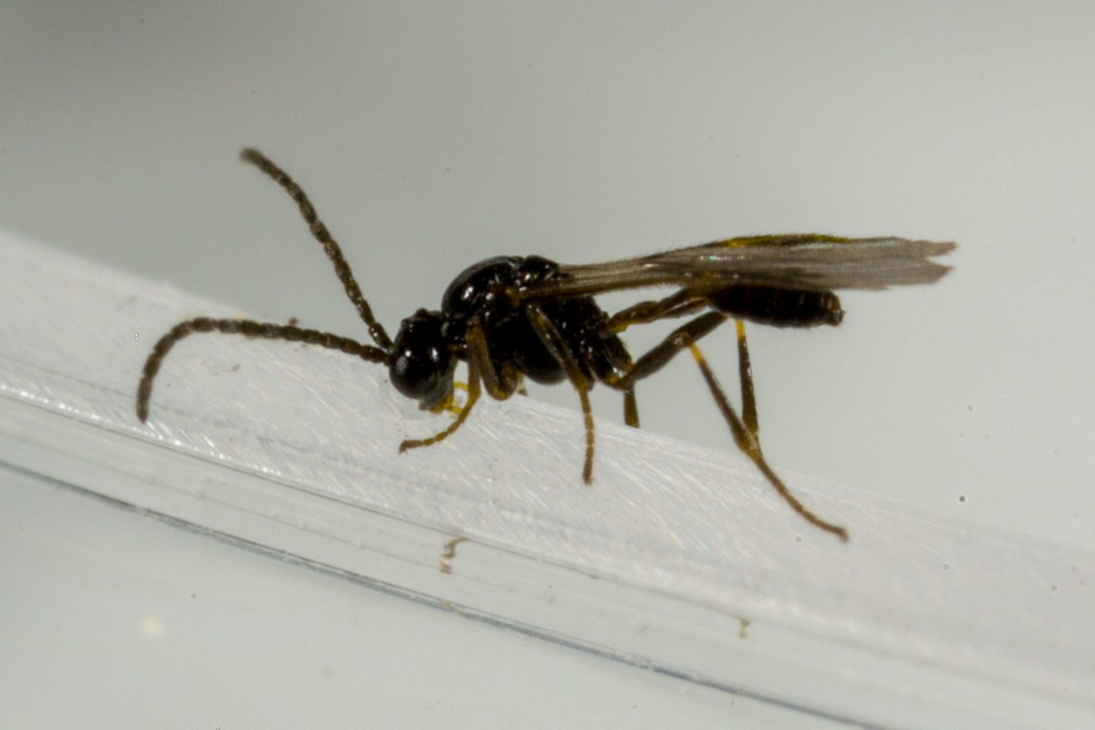 Aphid parasitoids – Cesar Australia