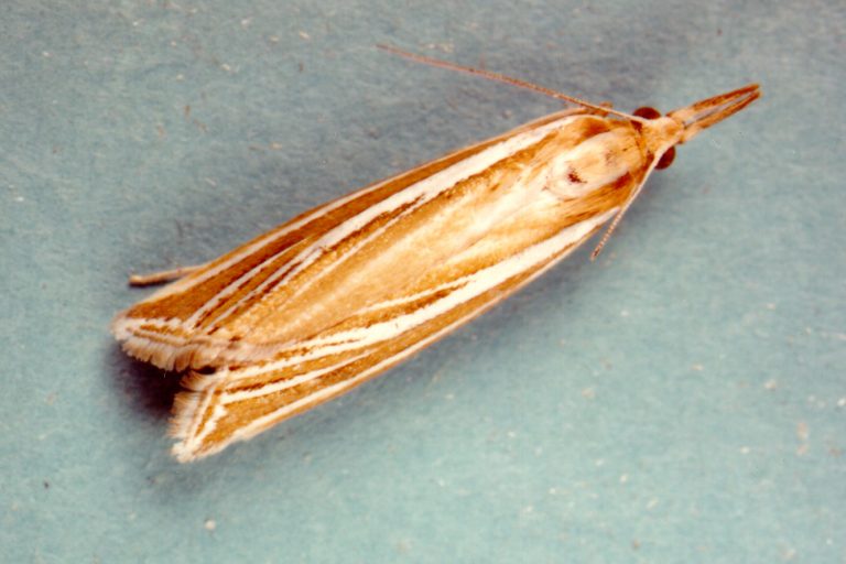 Pasture webworm – Cesar Australia