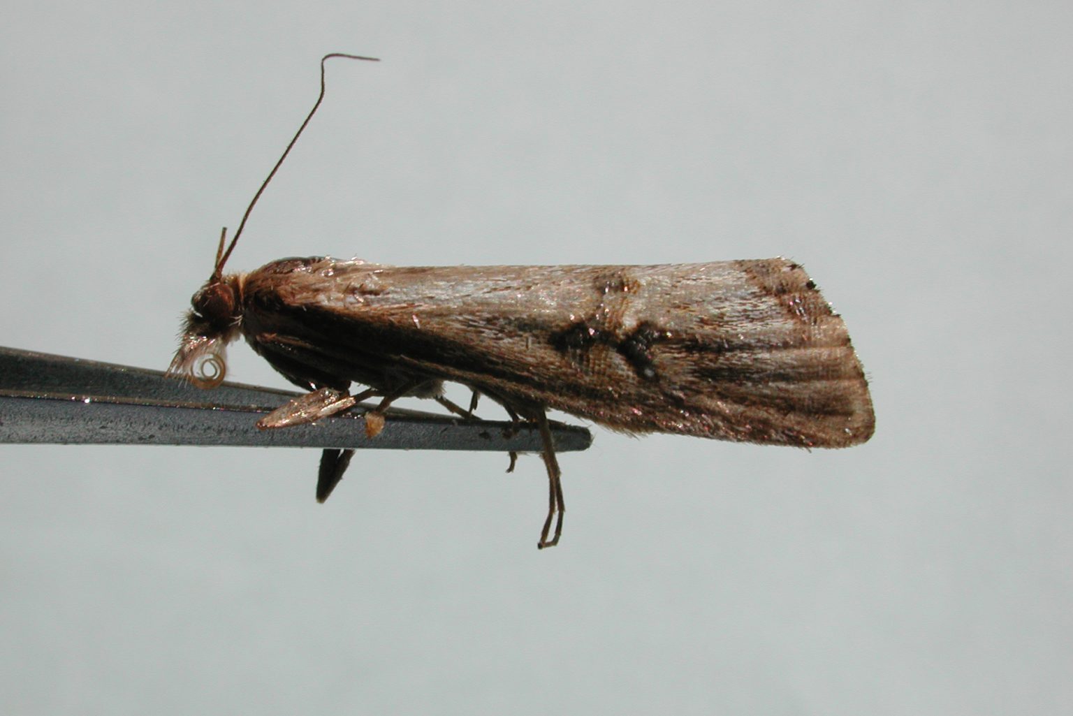 Pasture webworm – Cesar Australia