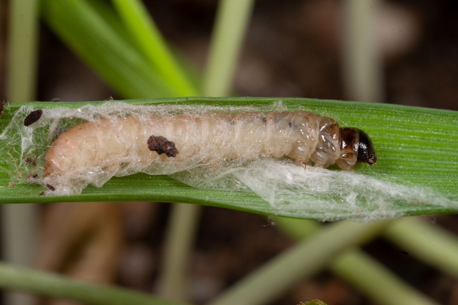 Pasture webworm – Cesar Australia