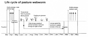 Pasture webworm – Cesar Australia