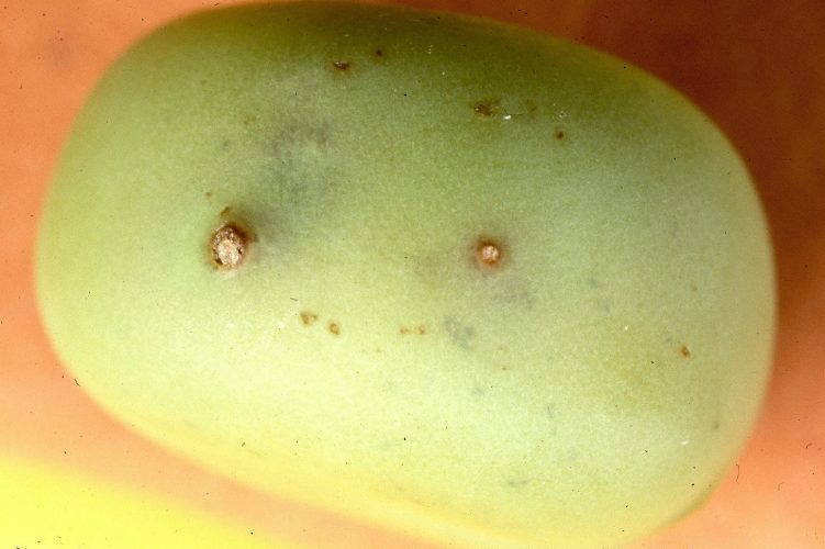 Pea weevil – Cesar Australia