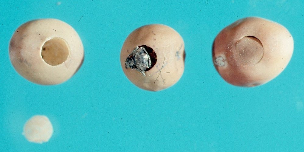 Pea weevil – Cesar Australia