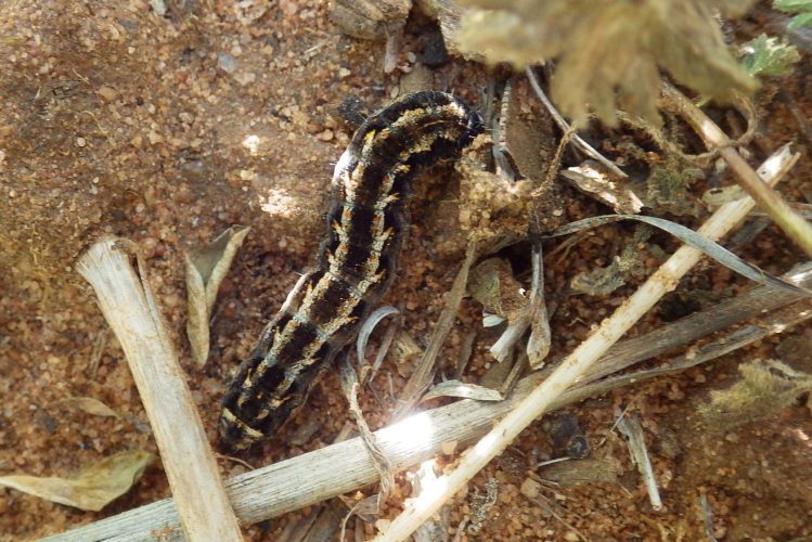 More and more caterpillars – Cesar Australia