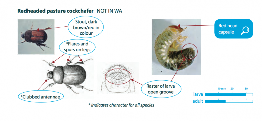 Redheaded pasture cockchafer – Cesar Australia