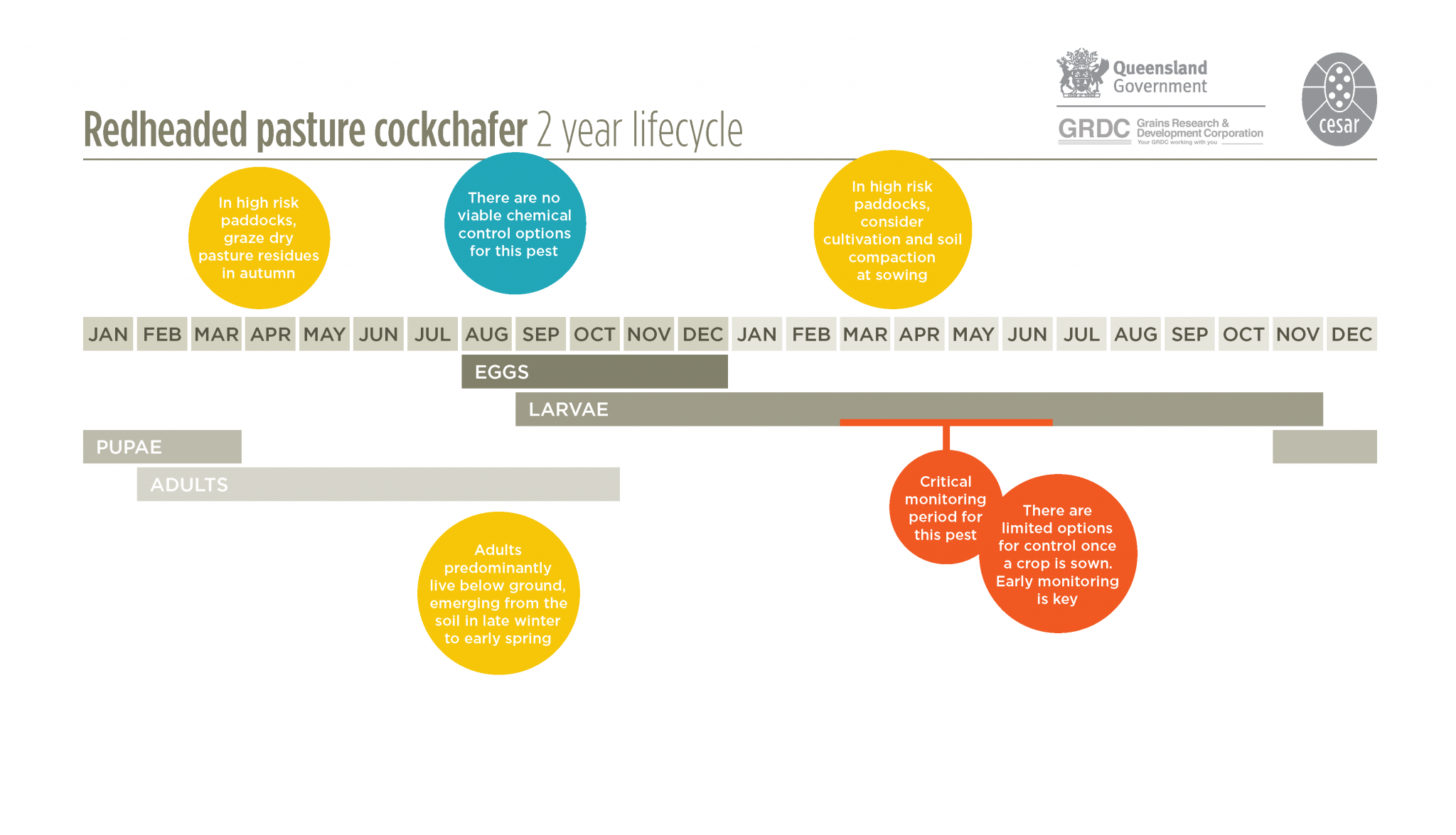 Redheaded pasture cockchafer outbreaks in Victoria – Cesar Australia