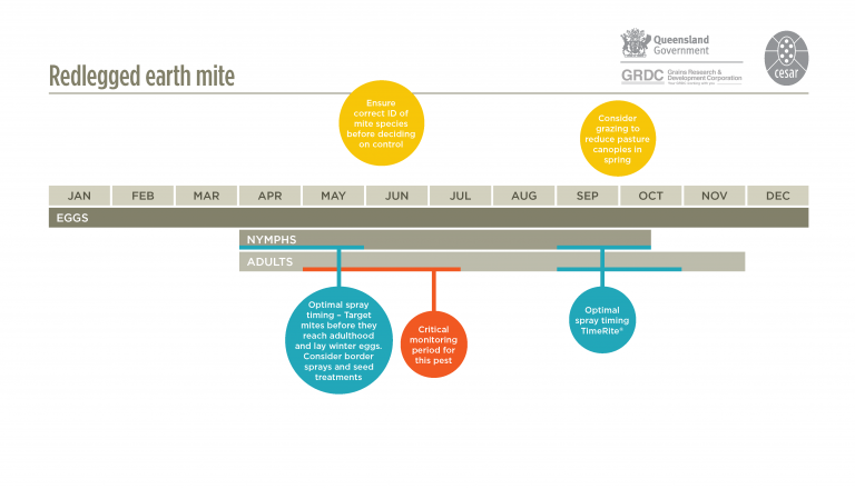 Redlegged earth mite – Cesar Australia