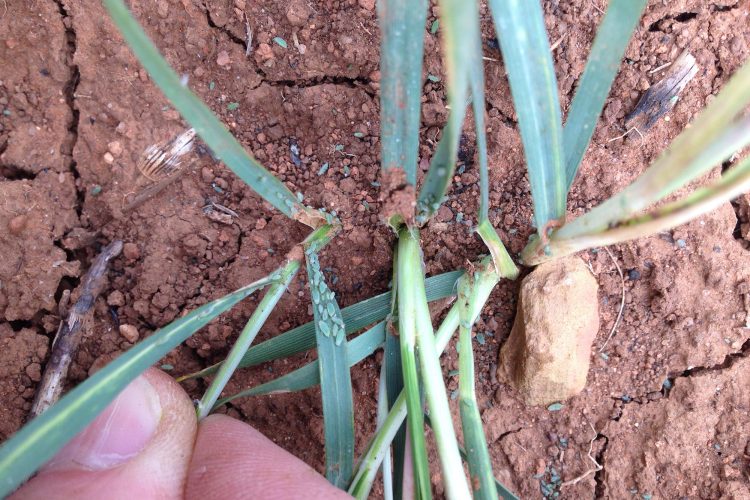 Russian wheat aphid – Cesar Australia