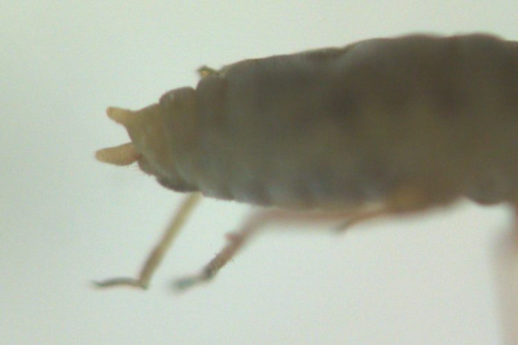 Russian wheat aphid – Cesar Australia