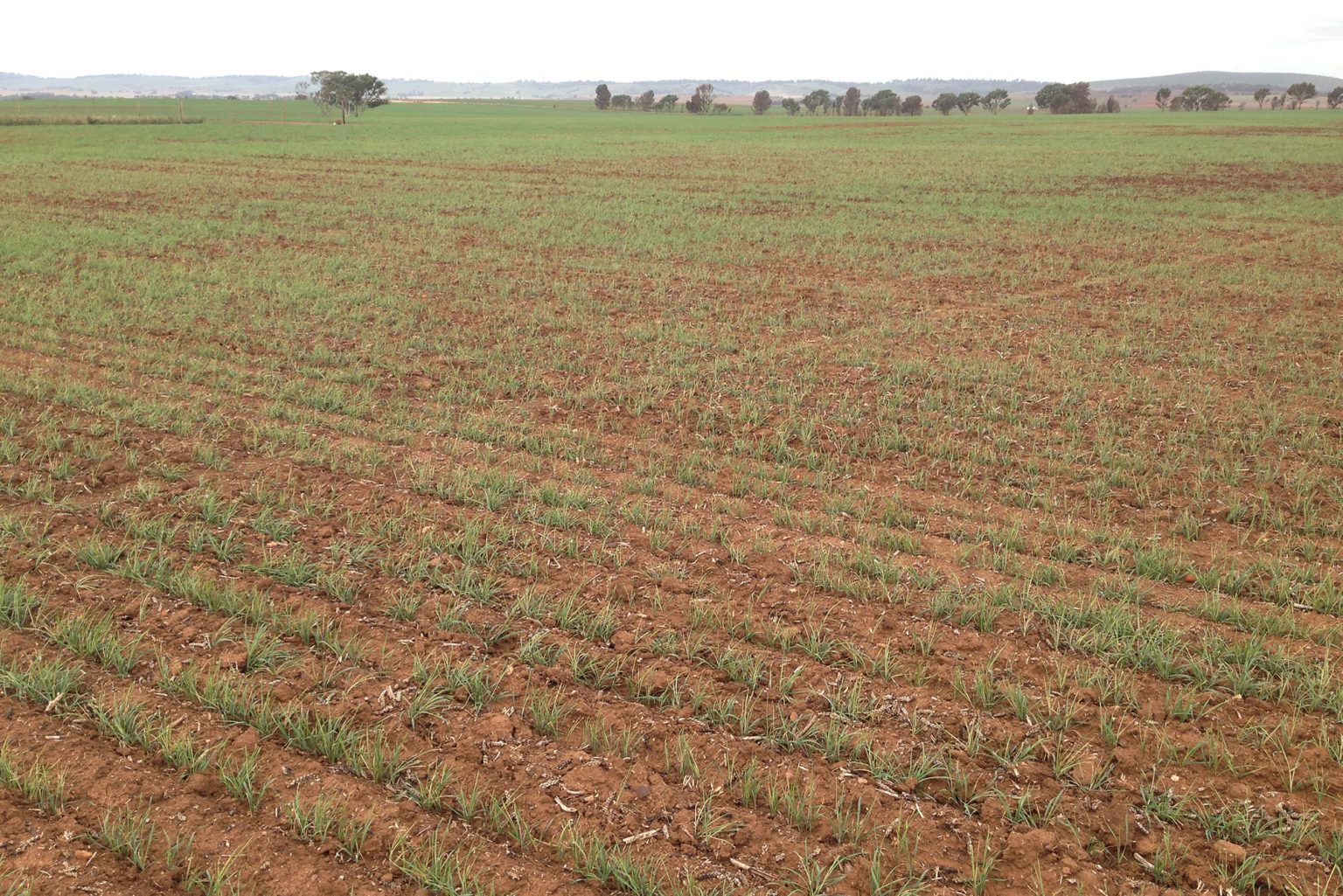 Russian wheat aphid – Cesar Australia