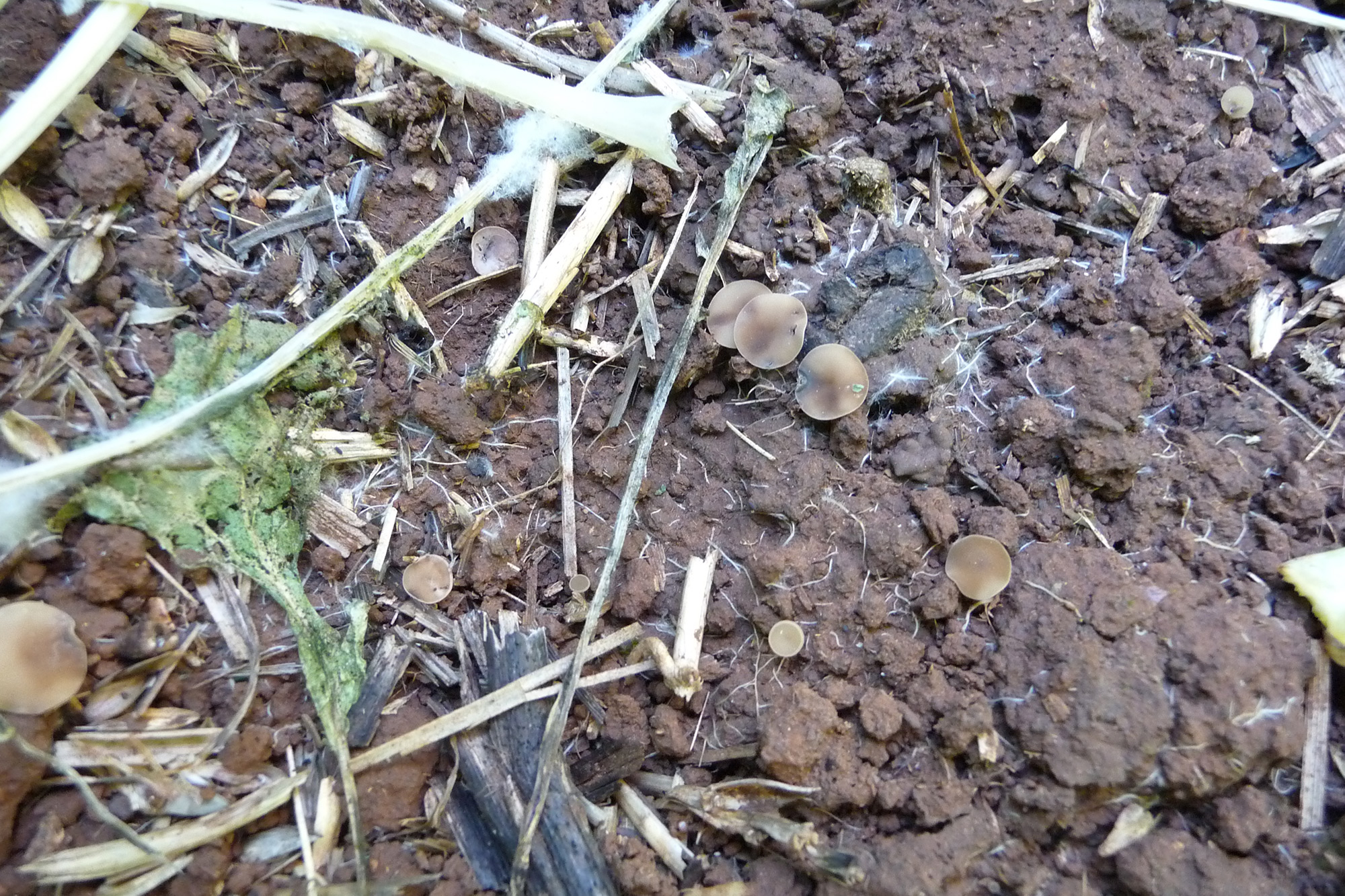 Sclerotinia stem rot of canola in 2016 – Cesar Australia
