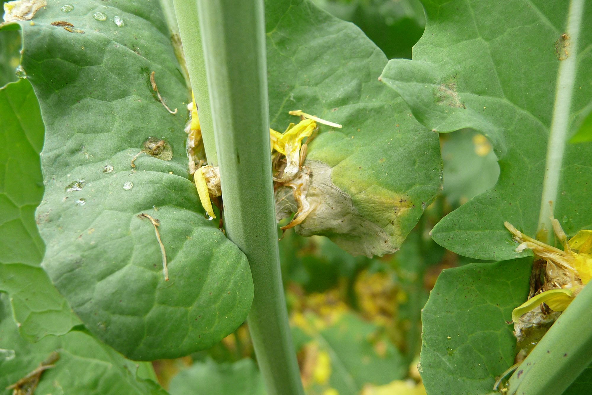 Sclerotinia stem rot of canola in 2016 – Cesar Australia