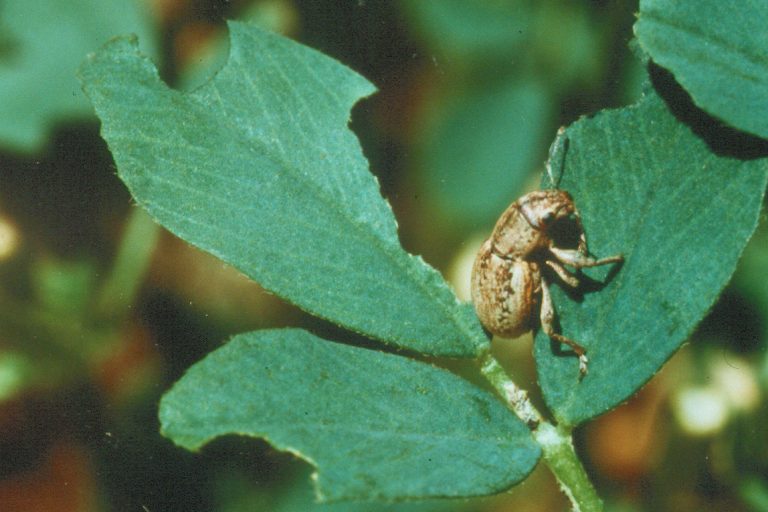 Sitona weevil adult & leaf damage – Cesar Australia