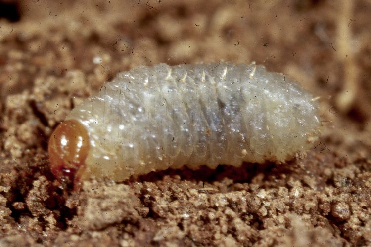 Spinetailed weevil – Cesar Australia