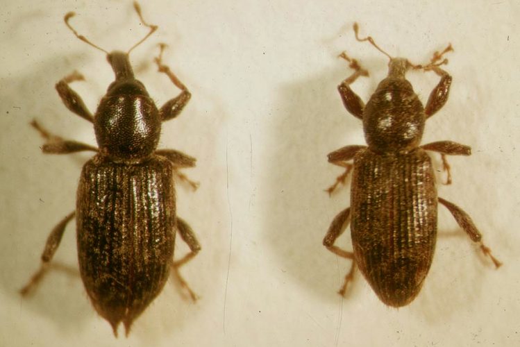 Spinetailed weevil – Cesar Australia