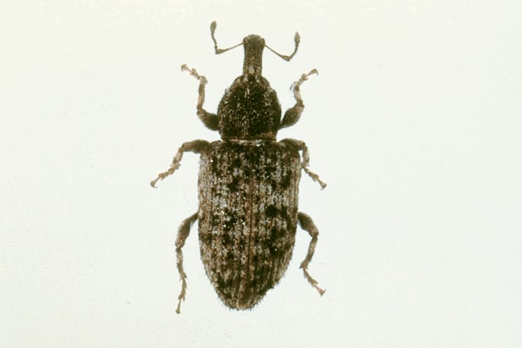 Spotted vegetable weevil – Cesar Australia