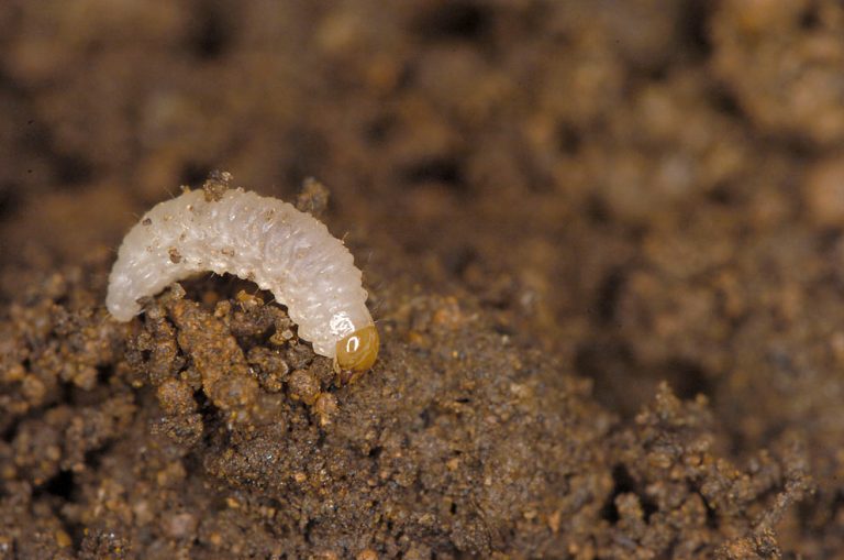 Spotted vegetable weevil – Cesar Australia