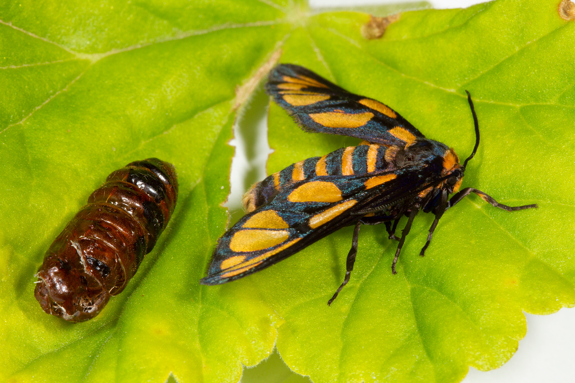 The not-so-hungry caterpillars – Cesar Australia