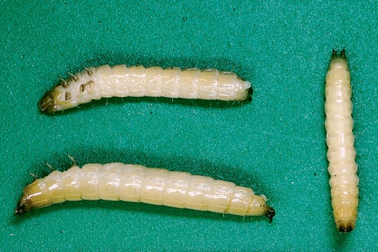 True wireworm – Cesar Australia
