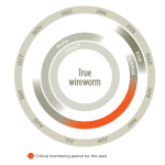 True wireworm – Cesar Australia