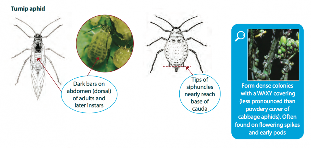 Turnip aphid – Cesar Australia