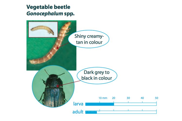 Vegetable beetle characteristics – Cesar Australia