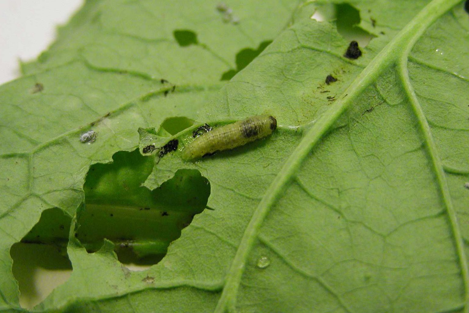 Vegetable weevil – Cesar Australia