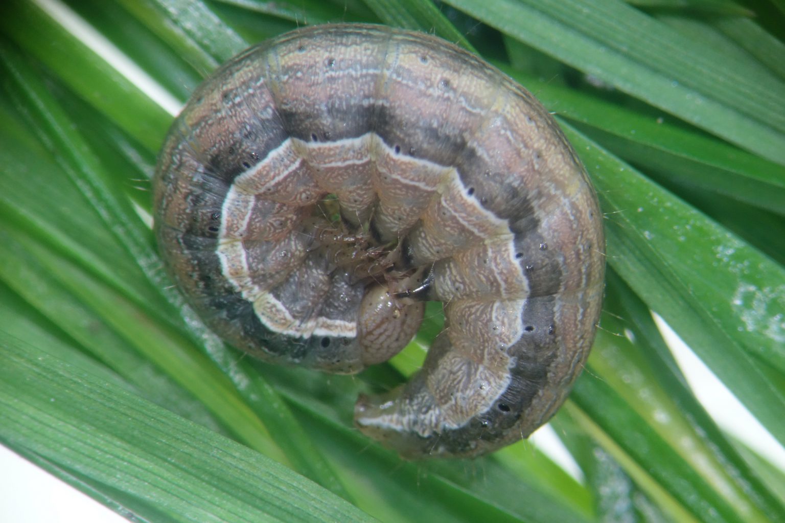 Night feeders: armyworm and cutworm – Cesar Australia