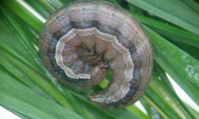 Armyworm – Cesar Australia