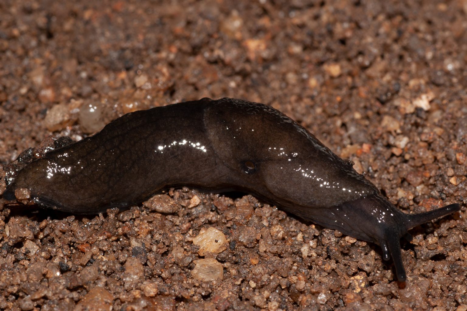 Slugs (and snails) are becoming active as crops emerge – Cesar Australia