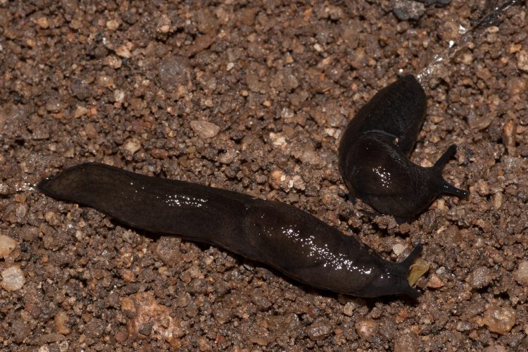 black keeled slug pair Andrew Weeks Cesar Australia – Cesar Australia