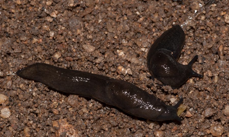 An abundance of springtails – Cesar Australia