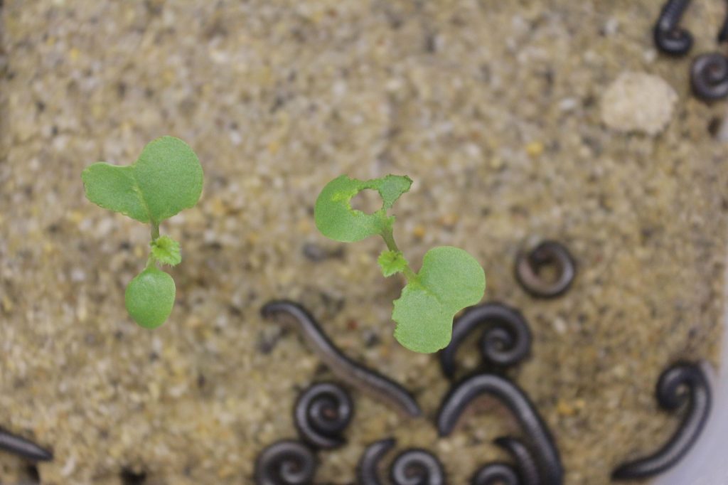 Predicting redlegged earth mite hatch dates – Cesar Australia