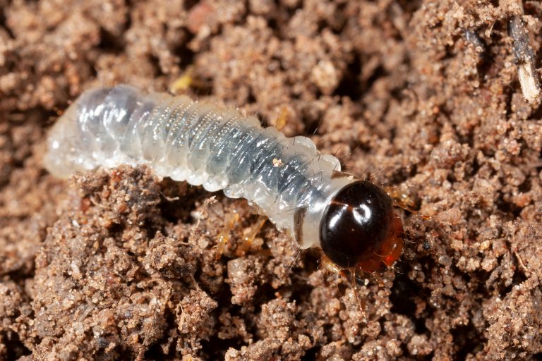 Blackheaded pasture cockchafer – Cesar Australia