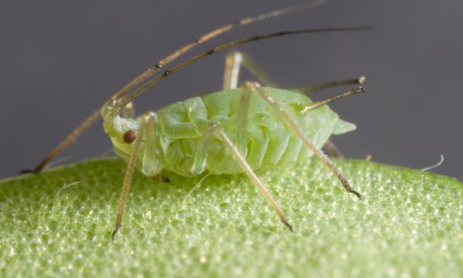 Yet another aphid pest of grains in Australia – Megoura crassicauda ...