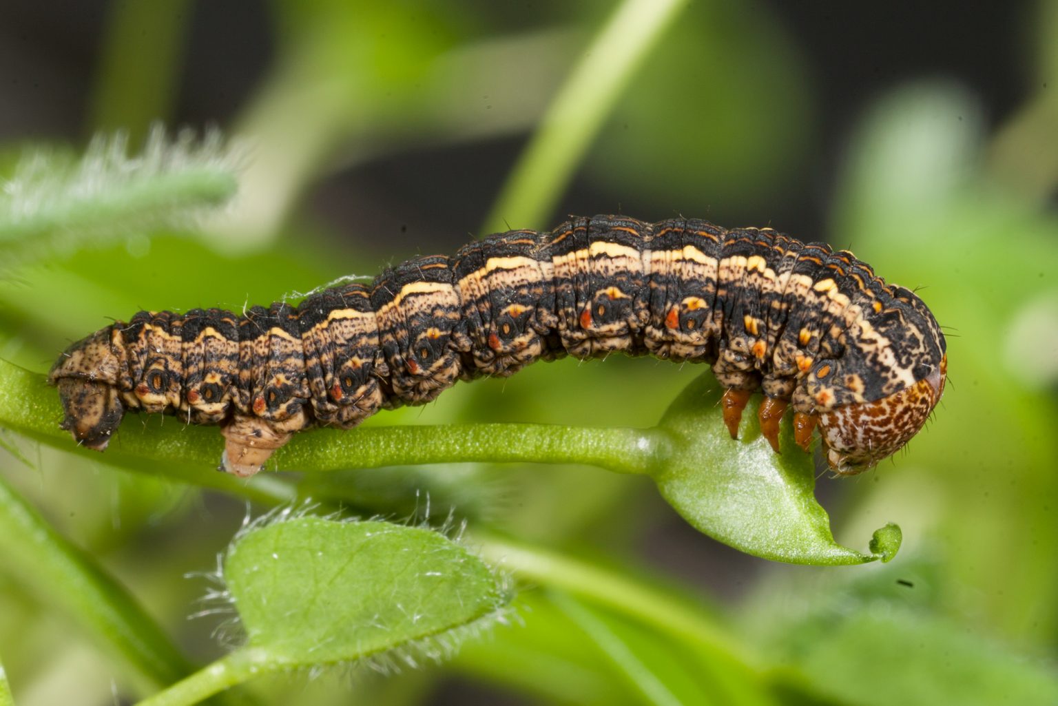 Brown pasture looper – Cesar Australia