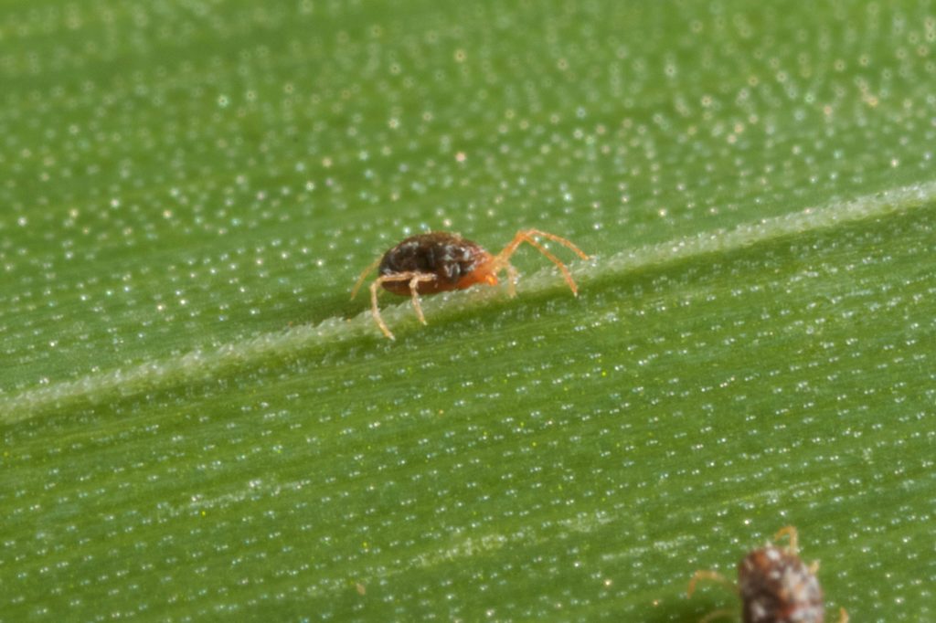 PestFacts articles – Page 10 – Cesar Australia