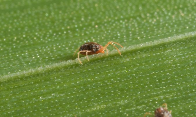 PestFacts articles – Page 10 – Cesar Australia