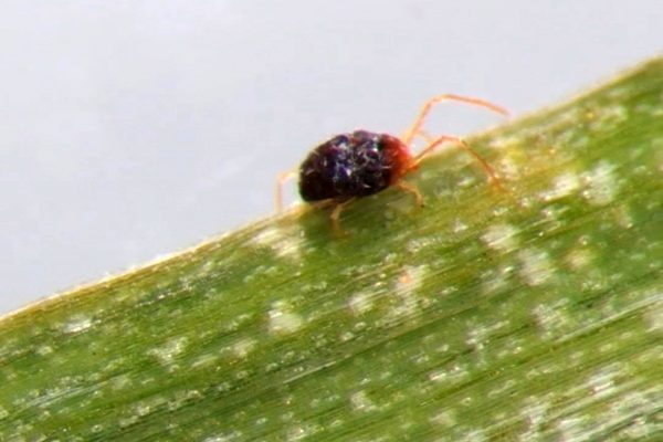 Brown wheat mites in the Mallee – Cesar Australia