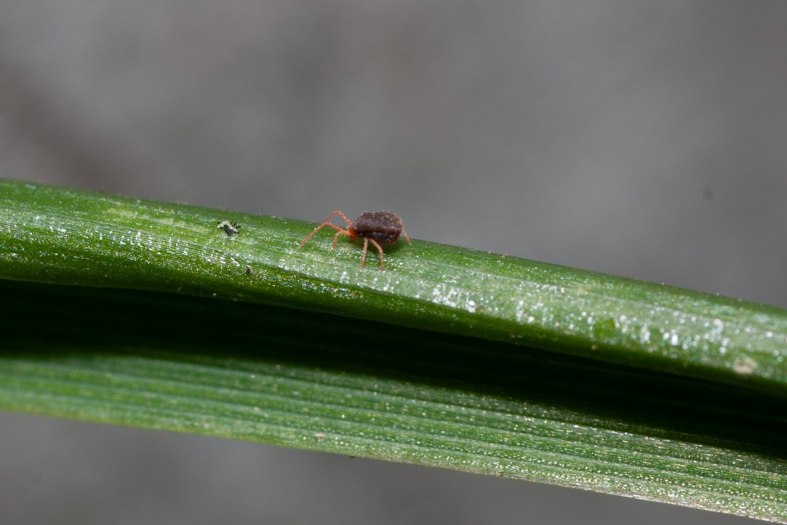 Bryobia mite – Cesar Australia