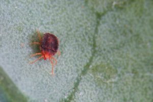 Brown wheat mites in the Mallee – Cesar Australia
