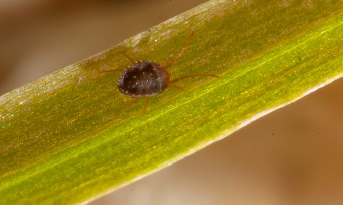 PestFacts articles – Page 2 – Cesar Australia