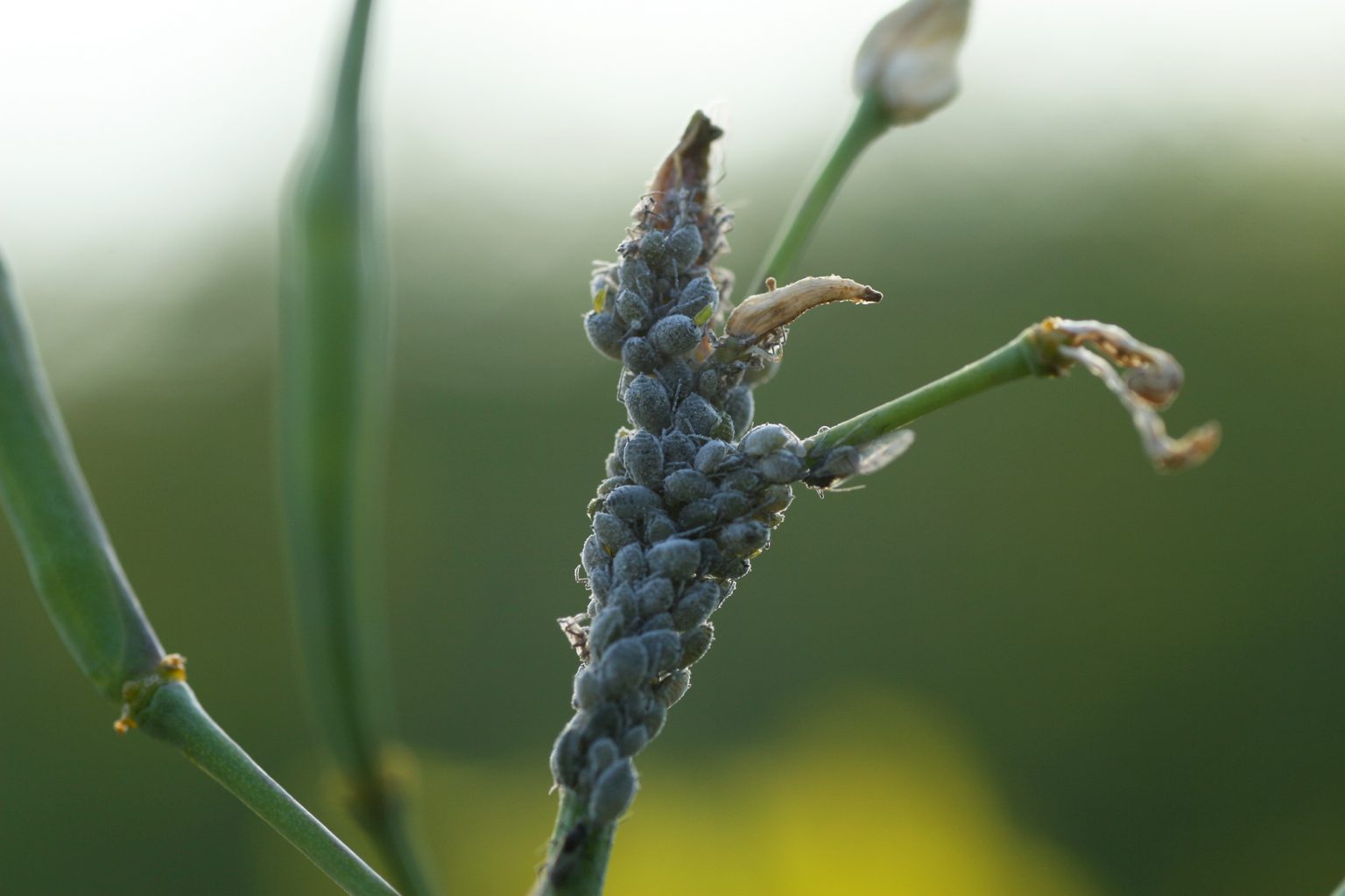 Cabbage aphid – Cesar Australia