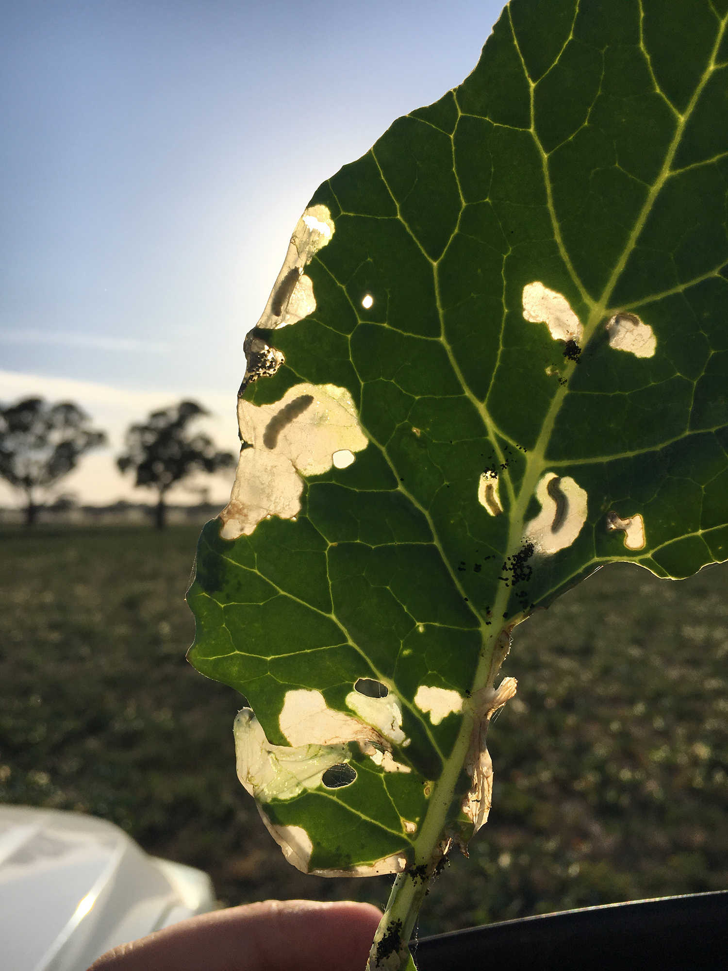 Cabbage centre grubs in establishing canola and forage brassicas ...