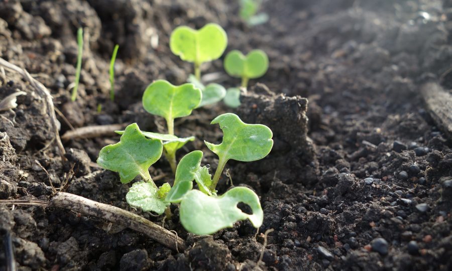 PestFacts articles – Cesar Australia