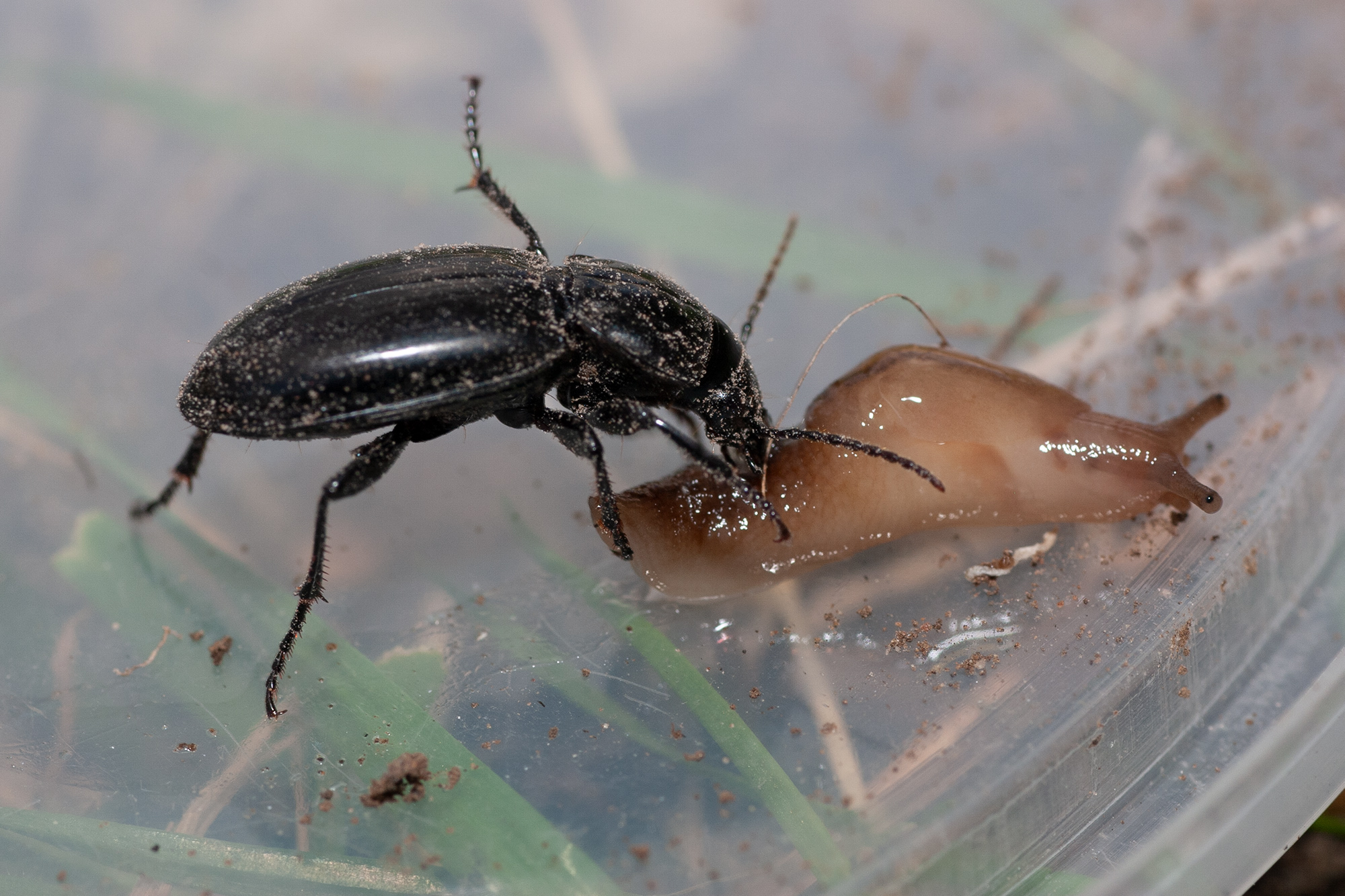 Slugs (and snails) are becoming active as crops emerge – Cesar Australia